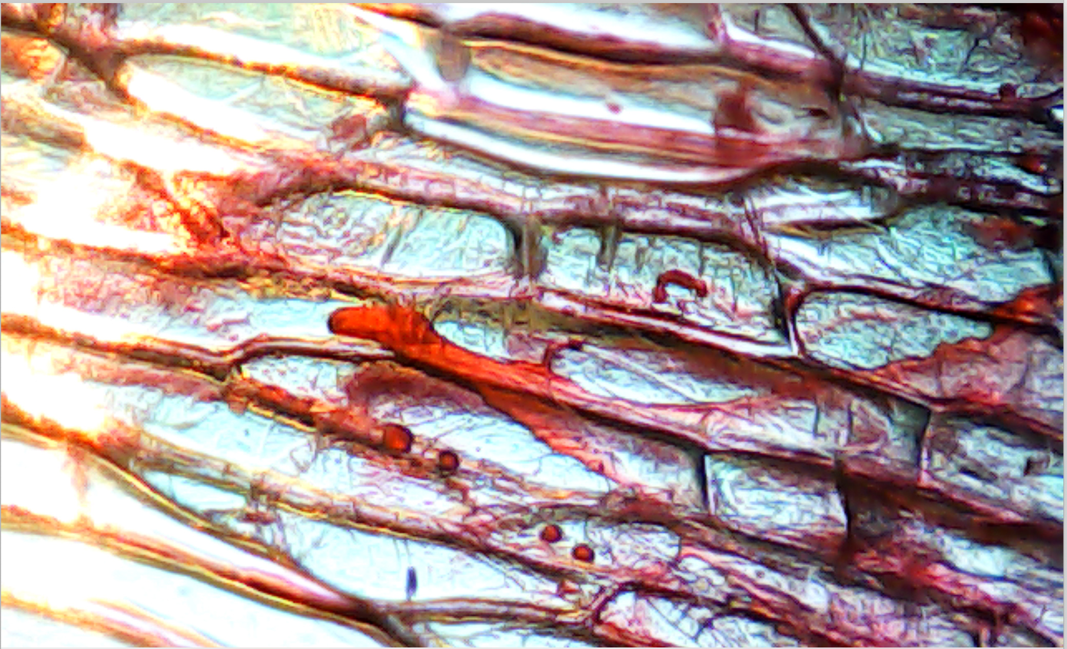 DIY microscope – Candyce – BioHack Academy blog