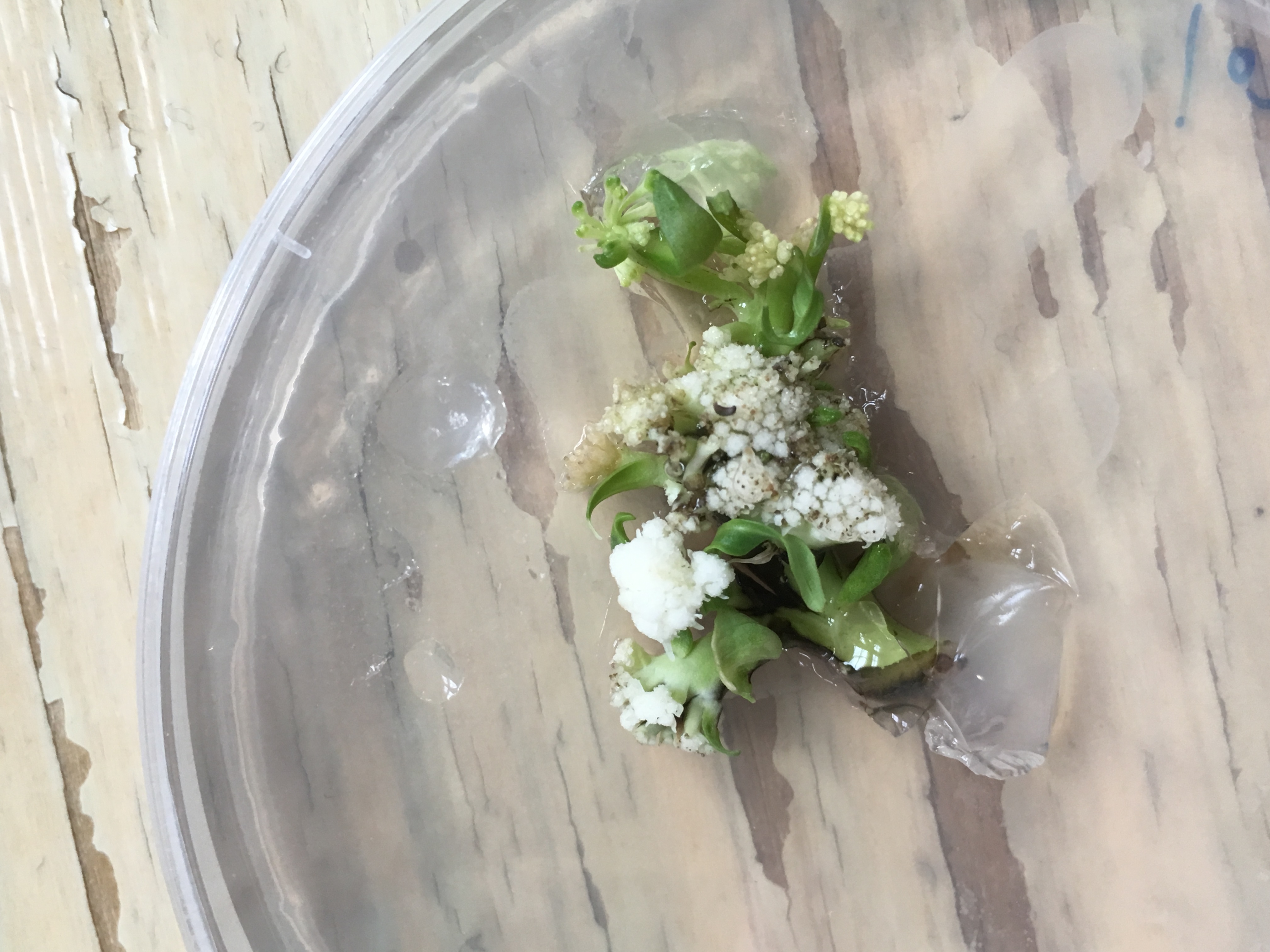 Candyce – BioHack Academy blog